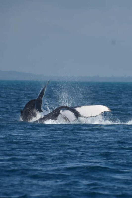Hervey Bay: Pre-season Whale and Dolphin Watching Cruise - Frequently Asked Questions (FAQs)