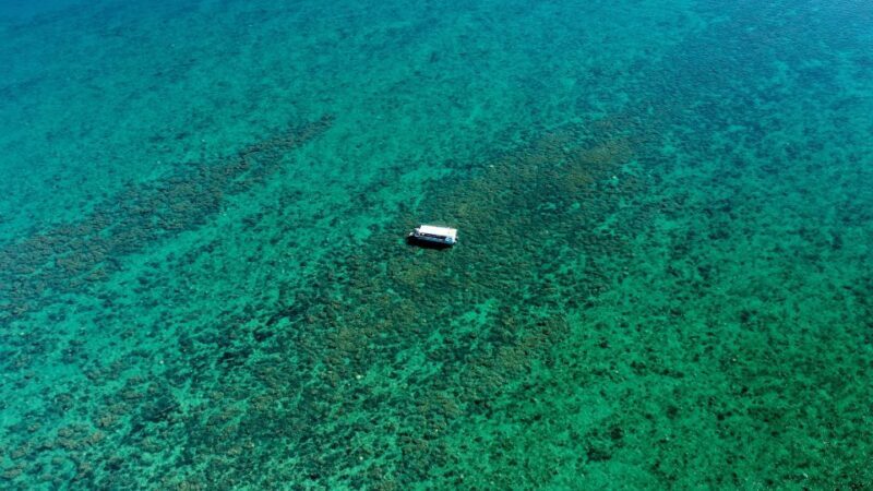Hervey Bay: Turtle Discovery Eco Tour - Final Thoughts: Is It Worth It?