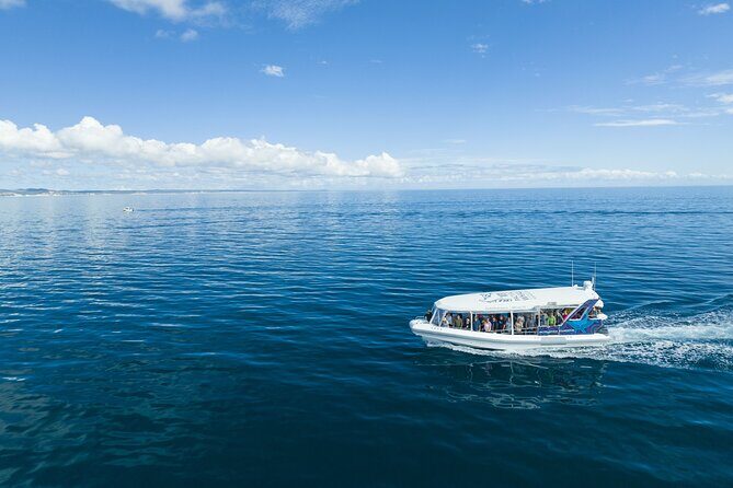 Hervey Bay Ultimate Whale Watching Cruise - Introduction: Why Consider the Hervey Bay Whale Watching Cruise?