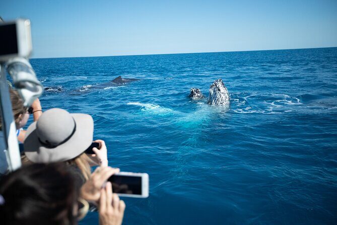Hervey Bay Ultimate Whale Watching Cruise - The Experience: Genuine Highlights and Enjoyable Details