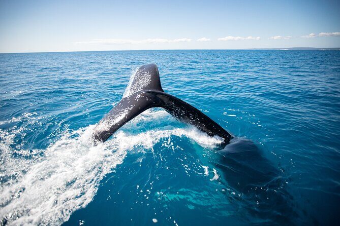 Hervey Bay Ultimate Whale Watching Cruise - Authentic Reviews and Real Experiences