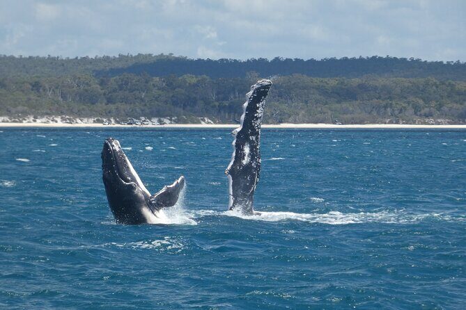 Hervey Bay Ultimate Whale Watching Cruise - The Sum Up: Who Will Love This Tour?