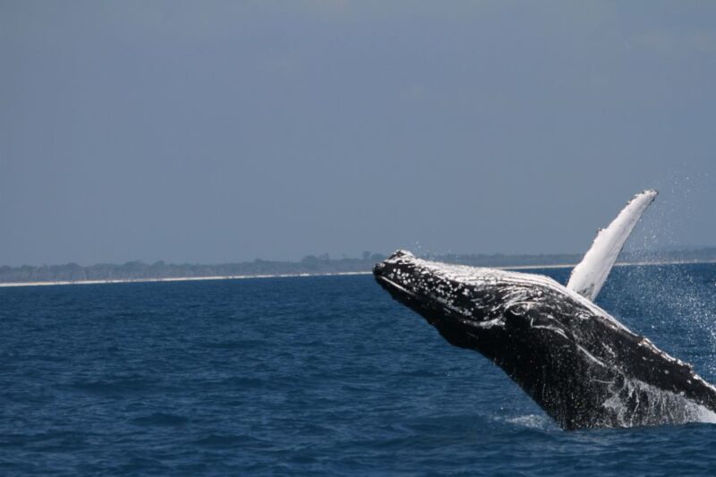 Hervey Bay: Ultimate Whale Watching Experience - The Setting and Itinerary