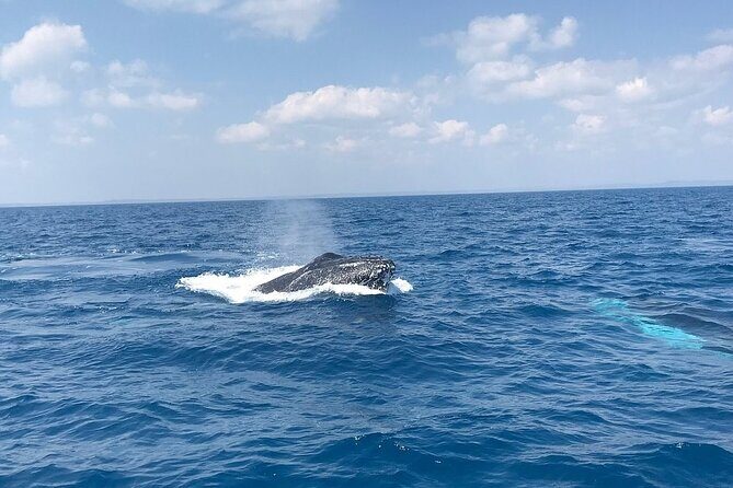 Hervey Bay Whale Swim and Watch - Key Points