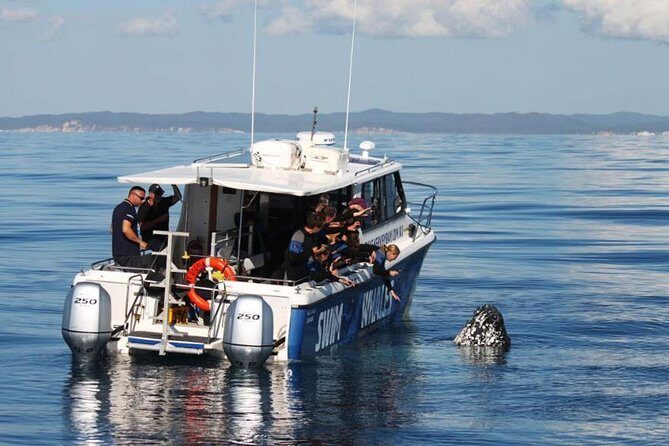 Hervey Bay Whale Swim and Watch - The Trip Through the Day