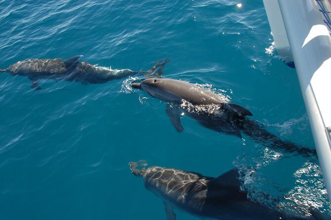 Hervey Bay Whale Swim and Watch - Practical Tips for Travelers