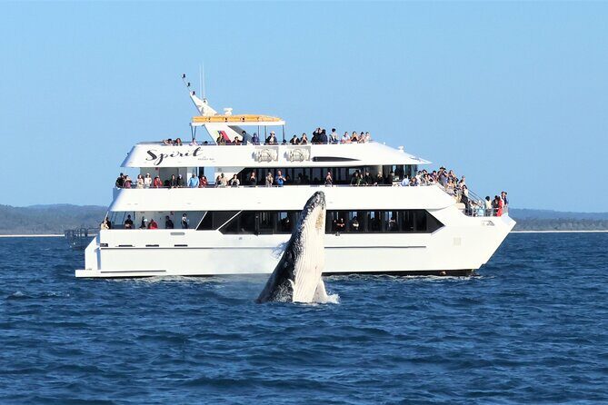 Hervey Bay Whale Swim and Watch - Satisfaction and Authenticity