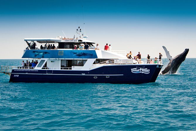 Hervey Bay Whale Watching Cruise - An In-Depth Look at the Experience