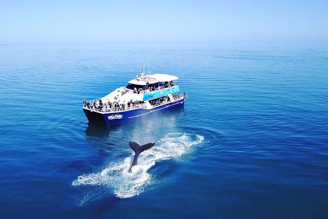 Hervey Bay Whale Watching Cruise - Who Should Consider This Tour?