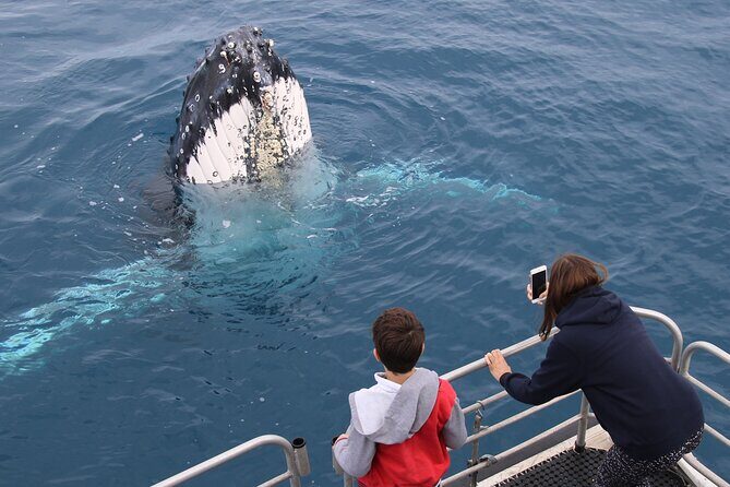 Hervey Bay Whale Watching Cruise - Authenticity and Family-Friendliness