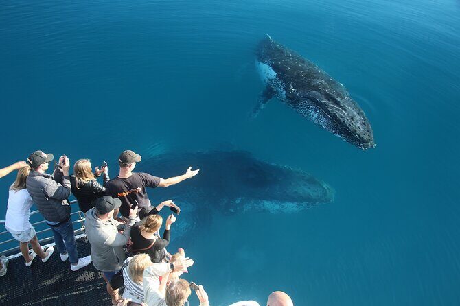 Hervey Bay Whale Watching Cruise - Who Should Consider This Tour
