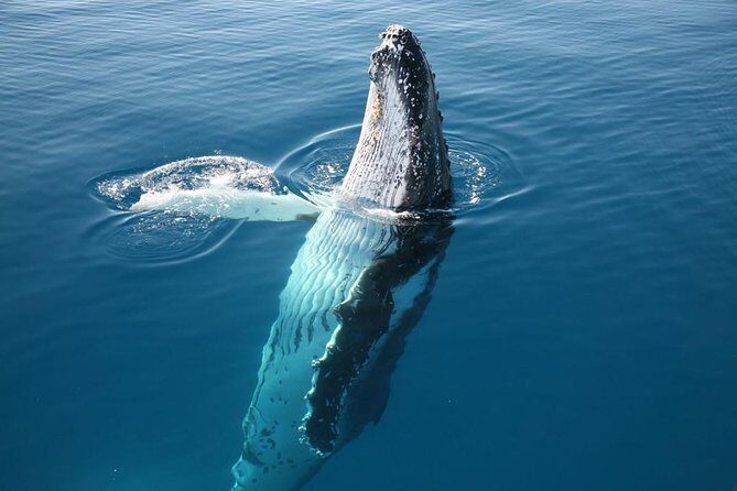 Hervey Bay Whale Watching Cruise - The Sum Up: Why Choose This Whale Watching Cruise?