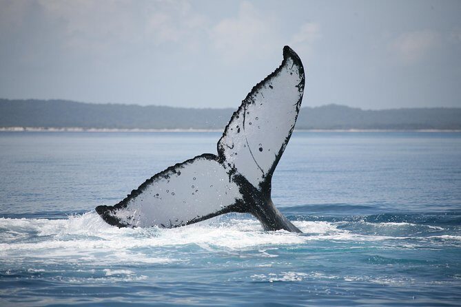 Hervey Bay Whale Watching Cruise - FAQ