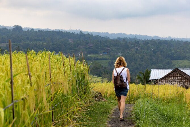 Hidden Bali Gems Sekumpul, Sacred Temples and Jatiluwih - A Day in the Highlands: What to Expect