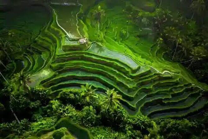 Hidden Bali Waterfalls And Scenic Rice Terrace With Lunch - Key Points