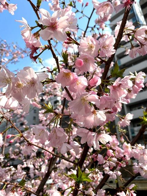 Hidden Gem Food & Drink Night Tour near Roppongi - Discovering the Hidden Charm of Azabujuban