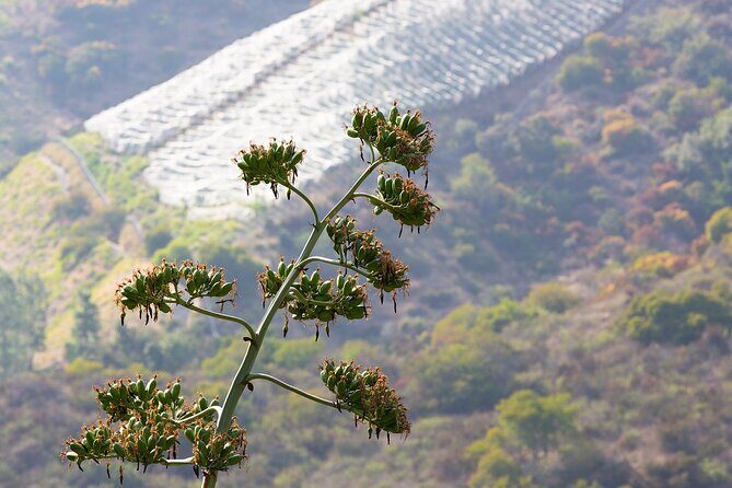 Hidden History Hollywood Sign Tour - FAQ
