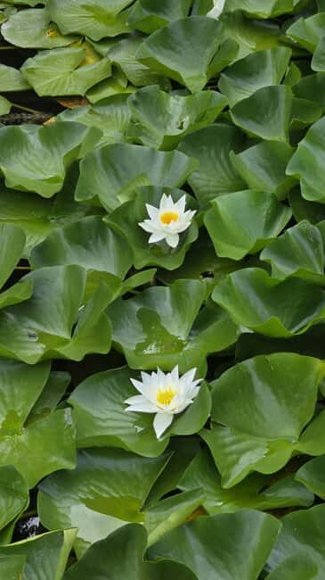 Hidden Pearl Paradise of Lake Skadar - Key Points