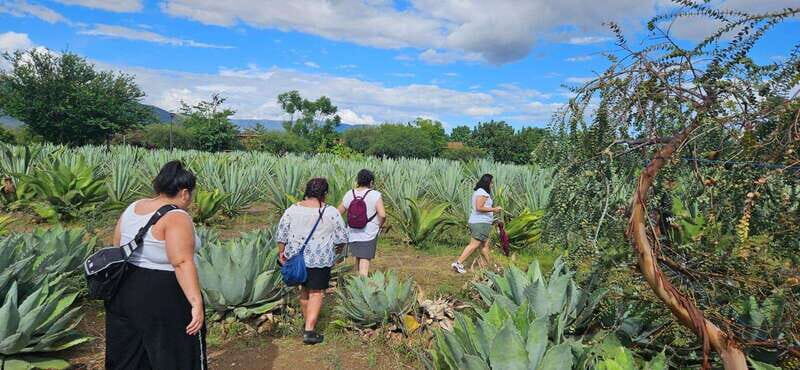 Hierve el agua: A Day of Adventure, Culture, and Flavor - Frequently Asked Questions