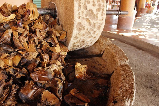 Hierve el Agua, Teotitlán del Valle, mezcal, el tule, desde Oaxaca - El Tule: A Tree of Over 2,000 Years