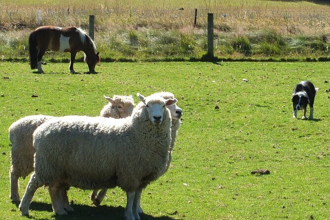 High Country Discovery Tour from Queenstown - Introduction
