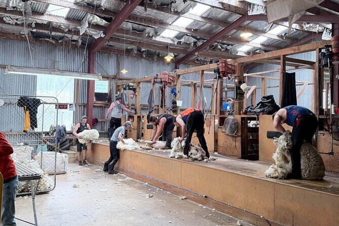 High Country Discovery Tour from Queenstown - Practical Details and Tips