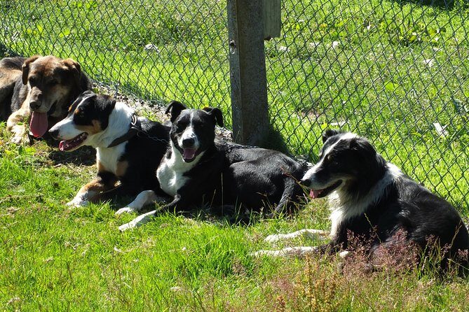 High Country Discovery Tour from Queenstown - Visiting Working Farms and Local Highlights