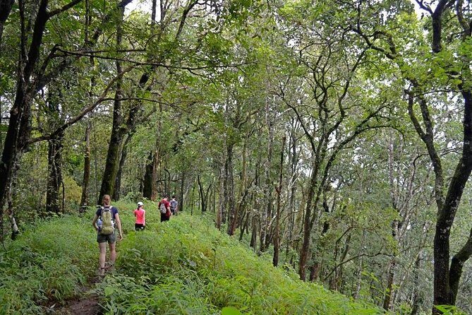 High Mountain Day Trek - Exploring the High Mountain Day Trek: A Deep Dive into Northern Thailand’s Natural Beauty