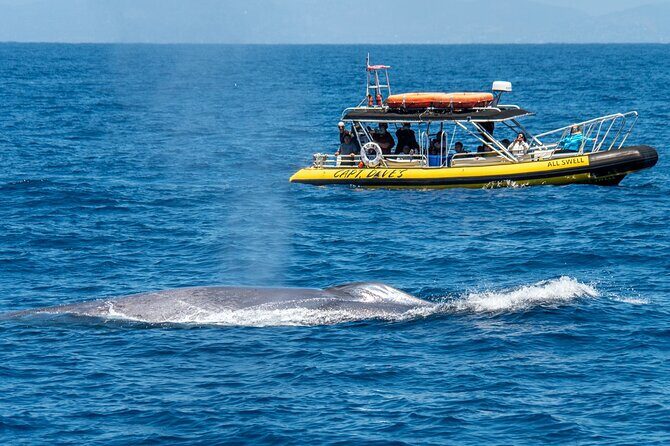 High Speed Zodiac Whale Watching Safari from Dana Point - The Itinerary and What to Expect