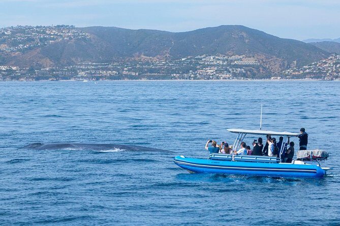 High Speed Zodiac Whale Watching Safari from Dana Point - Value and Cost Analysis