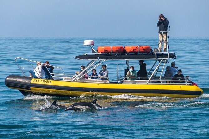 High Speed Zodiac Whale Watching Safari from Dana Point - Authentic Experiences and Authentic Encounters