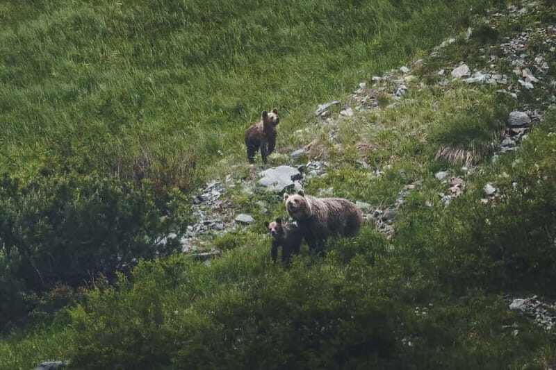 High Tatras: Bearwatching Hiking Tour in Slovakia - A Closer Look at the Tour Experience