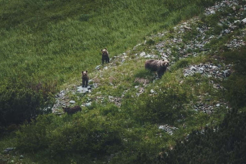 High Tatras: Bearwatching Hiking Tour in Slovakia - Who Should Consider This Tour?