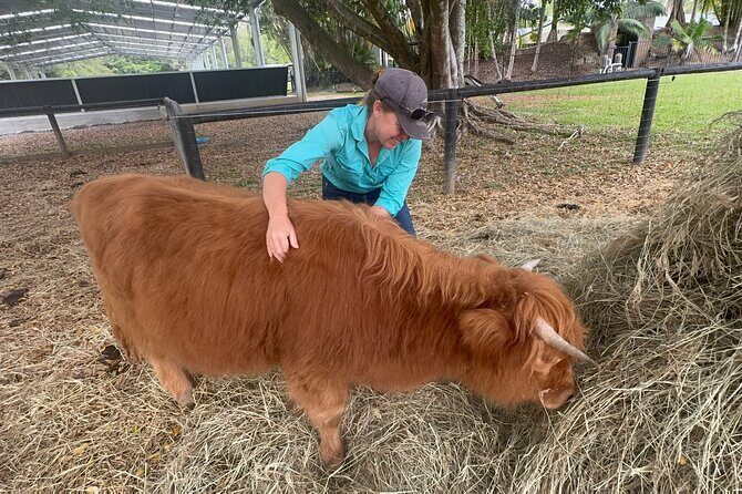 Highland Cow Experience - An Authentic Farm Encounter in the Sunshine Coast Hinterland