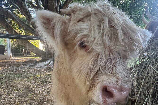 Highland Cow Experience - Why Is This Experience Valuable?