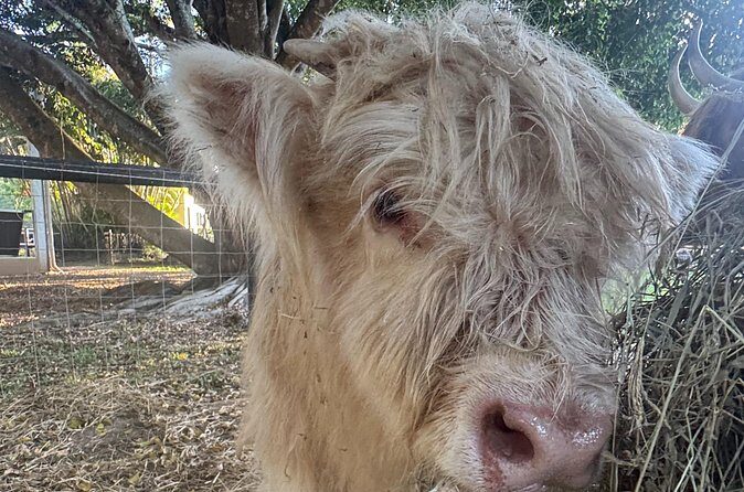 Highland Cow Experience - Who Will Love This Experience?