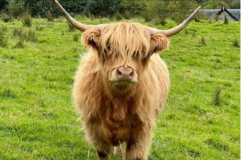 Highland Cows Glasgow Cathedral Kelpies Tour from Edinburgh - An Authentic Taste of Scotland in a Compact Package