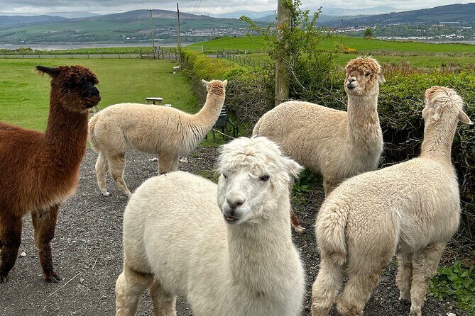 Highland Cows, Walk Alpacas & Scottish Wildlife Centre from Edin. - Practical Details and Tips