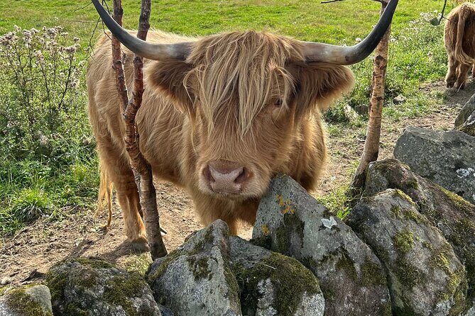 Highland Cows, Walk Alpacas & Scottish Wildlife Centre from Edin. - Authentic Feedback from Past Travelers