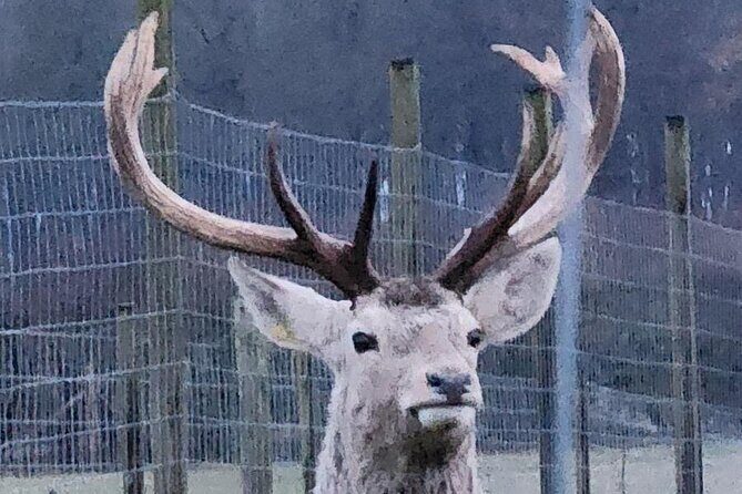Highland Cows, Walk Alpacas & Scottish Wildlife Centre from Edin. - Final Thoughts: Who Will Love This Tour?