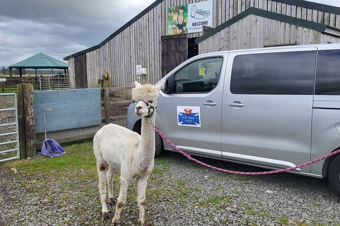 Highland Cows, Walk Alpacas & Visit a Scottish Wildlife Centre - Highland Cows, Walk Alpacas & Visit a Scottish Wildlife Centre: An Honest Look at a Unique Scottish Day Out