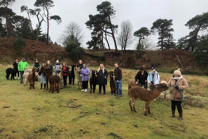 Highland Cows, Walk Alpacas & Visit a Scottish Wildlife Centre - Key Points