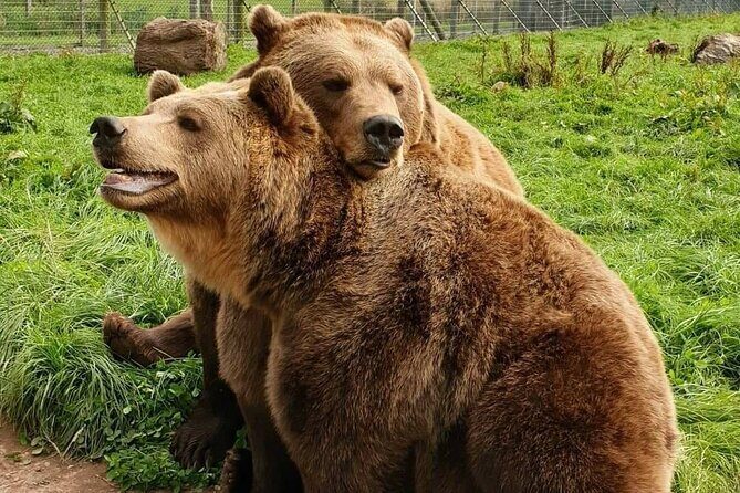 Highland Cows, Walk Alpacas & Visit a Scottish Wildlife Centre - Authentic Experiences and Real Traveler Insights