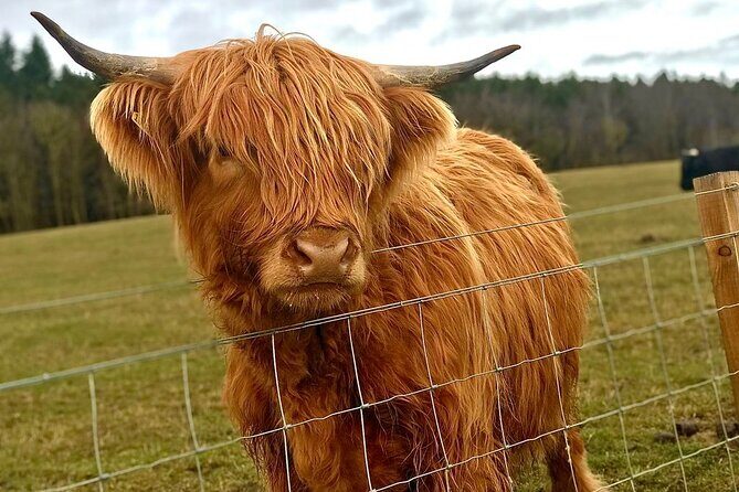 Highland Cows, Walk Alpacas & Visit a Scottish Wildlife Centre - Who Should Consider This Tour?