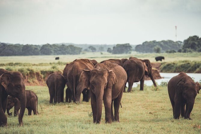 Highlights Of Dambulla & Kaudulla National Park Day Tour From Colombo - Key Points