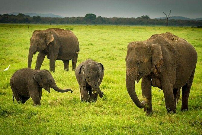 Highlights Of Dambulla & Kaudulla National Park Day Tour From Colombo - Final Thoughts