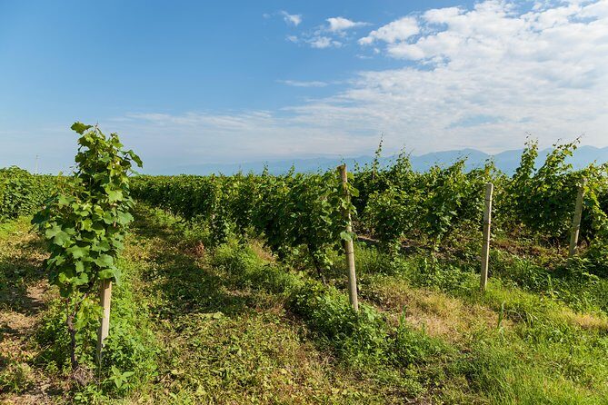 Highlights of Kakheti region-Signagi,Bodbe,Wine tasting(Private Tour) - FAQs