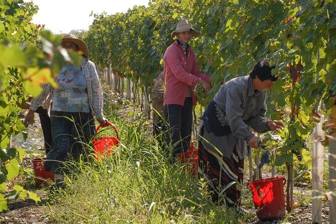 Highlights of Kakheti region-Signagi,Bodbe,Wine tasting(Private Tour) - Final Thoughts