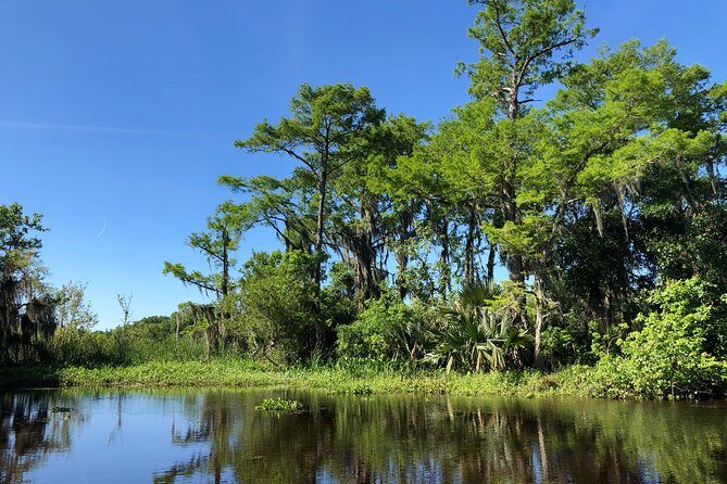 Highlights of New Orleans City and Swamp Tour Combination - A Deep Dive into the Experience