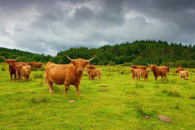 Highlights of Scotland Private Day Tour with Scottish Local - Key Points
